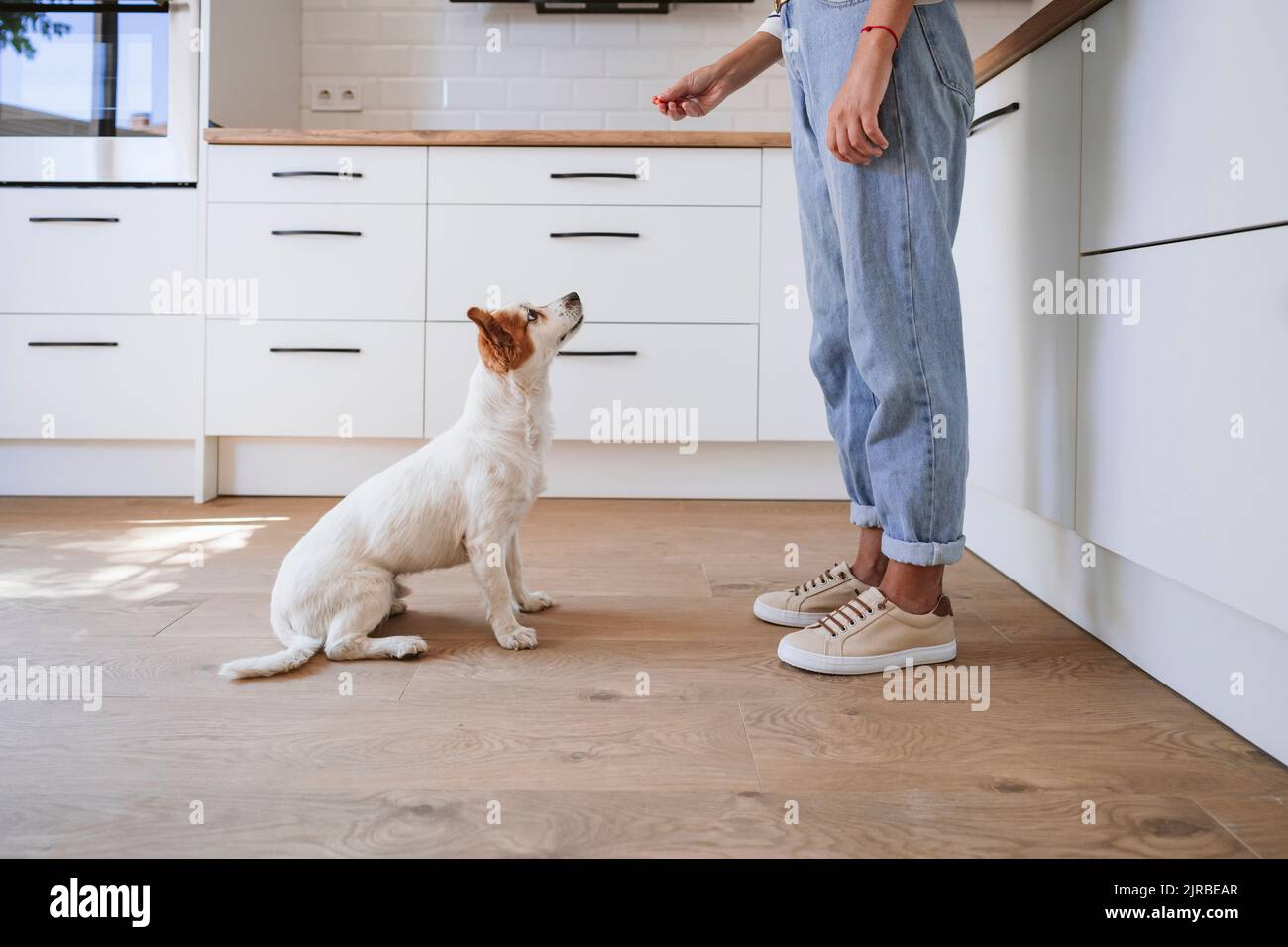 Dog looking at food in woman's hand at home Stock Photo - Alamy