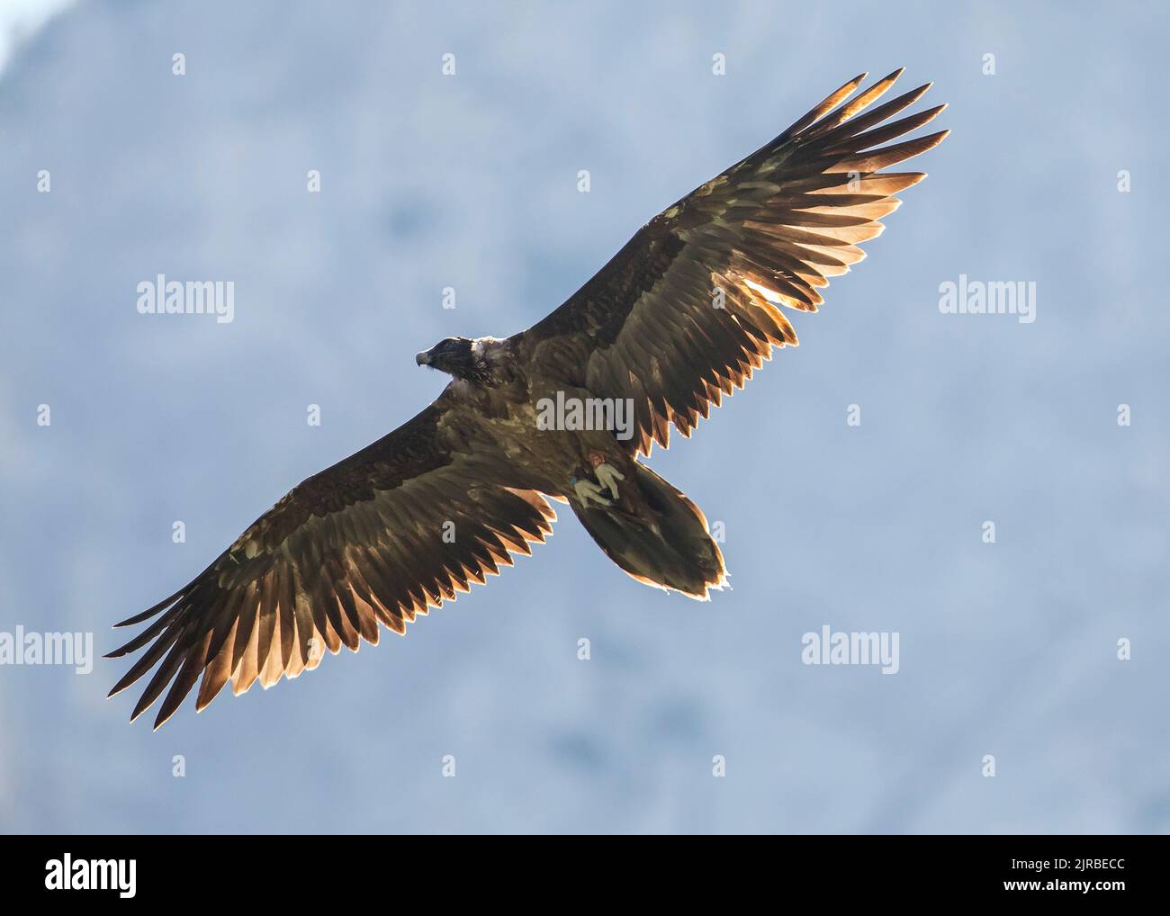Bearded vulture (Gypaetus barbatus) in flight Stock Photo - Alamy