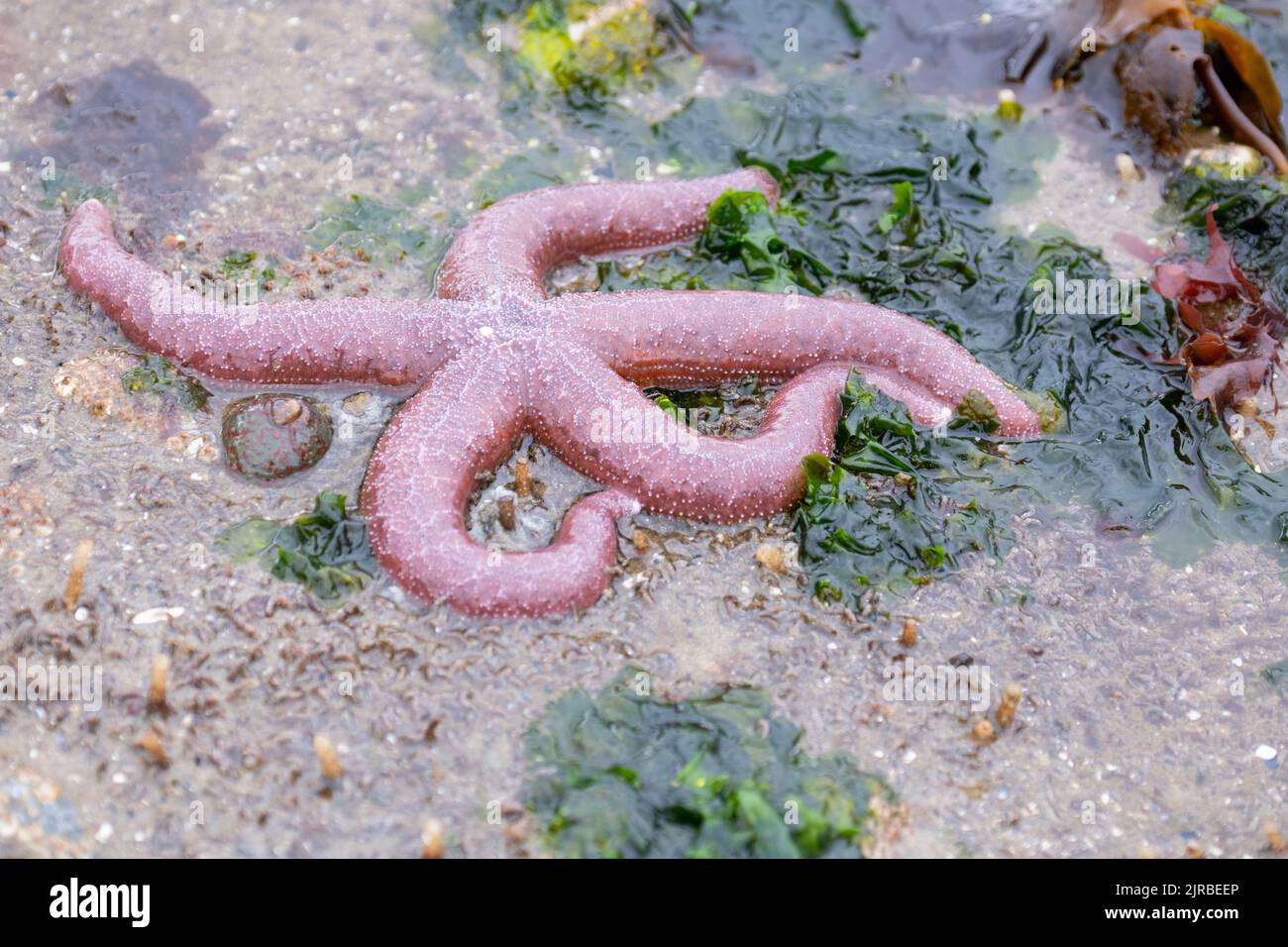 USA, SE Alaska, Inside Passage, Wood Spit. Mottled sea star aka true ...