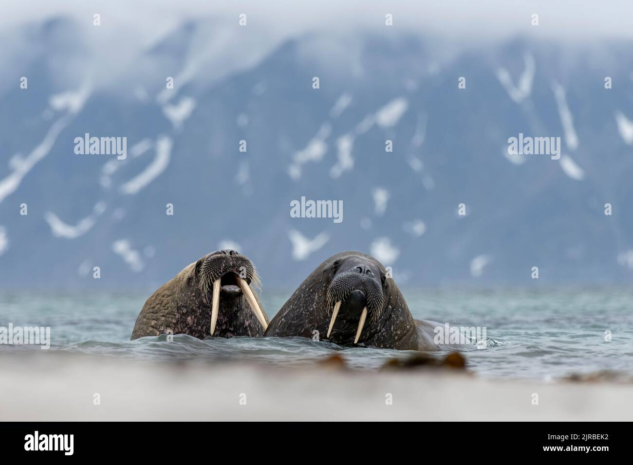 Two walruses (Odobenus rosmarus) lying in coastal water Stock Photo - Alamy