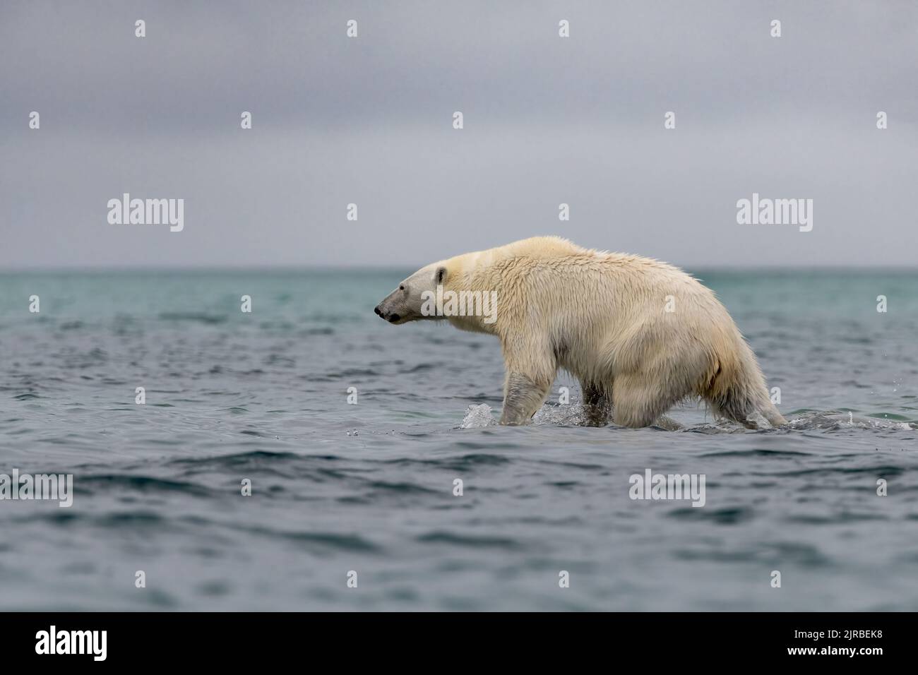 Polar bear (Ursus maritimus) hunting in Arctic Ocean Stock Photo - Alamy