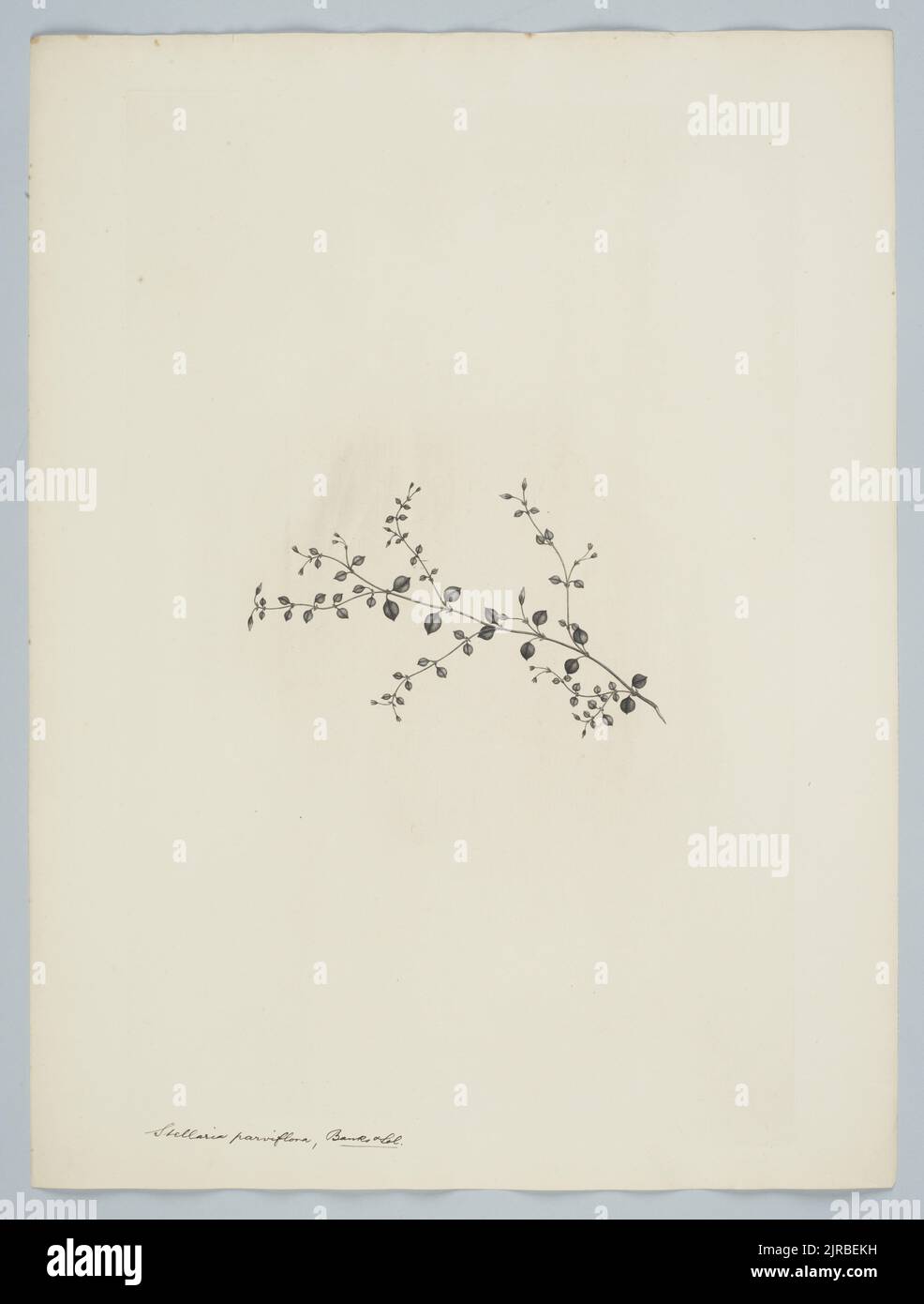 Stellaria parviflora Banks & Solander ex Hooker f., 1895, United ...