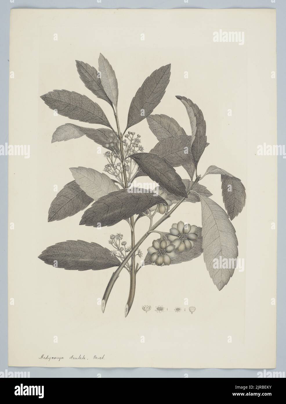 Hedycarya arborea Forster & G. Forster, 1895, United Kingdom, by Sydney ...