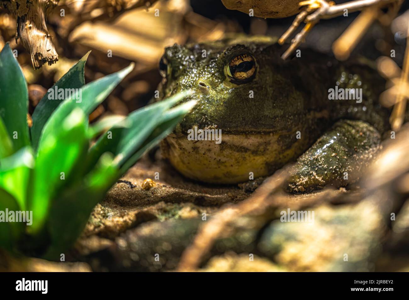 African Bullfrog (Pyxicephalus adspersus) Waiting for Prey Stock Photo ...