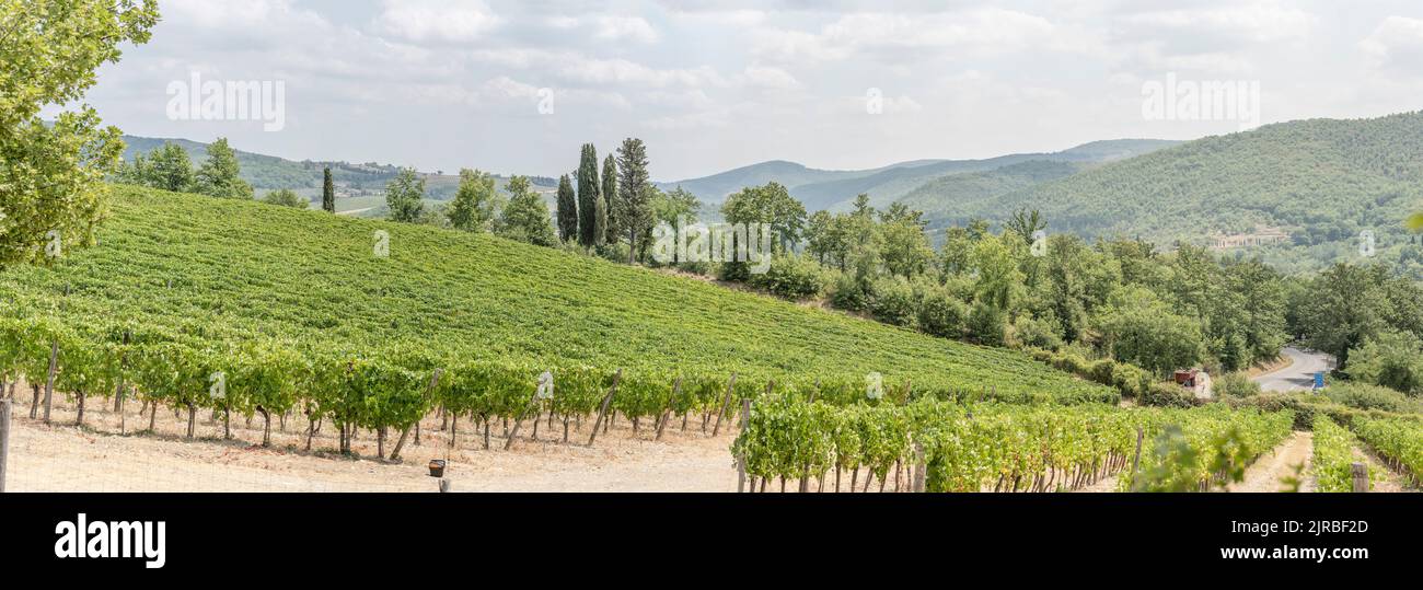 hilly landscape with vineyards and mild green slopes, shot in bright ...