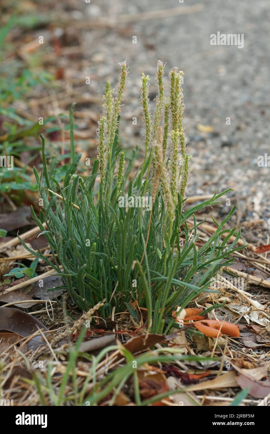 Closeup on a buck's-horn plantain plant, Plantago coronopus in the ...