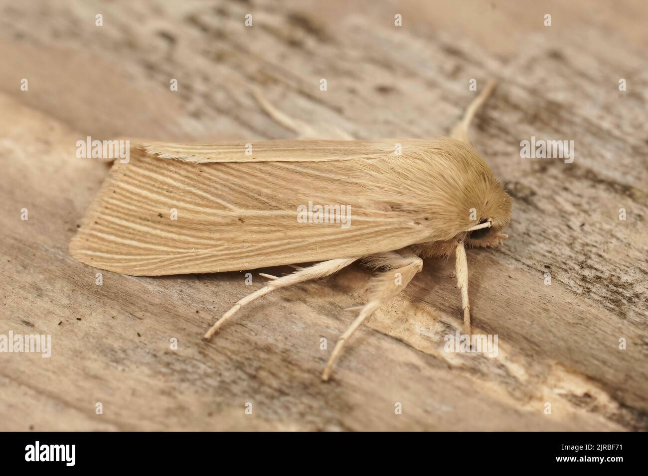 Detailed closeup on a Common Wainscot owlet moth, Mythimna pallens ...