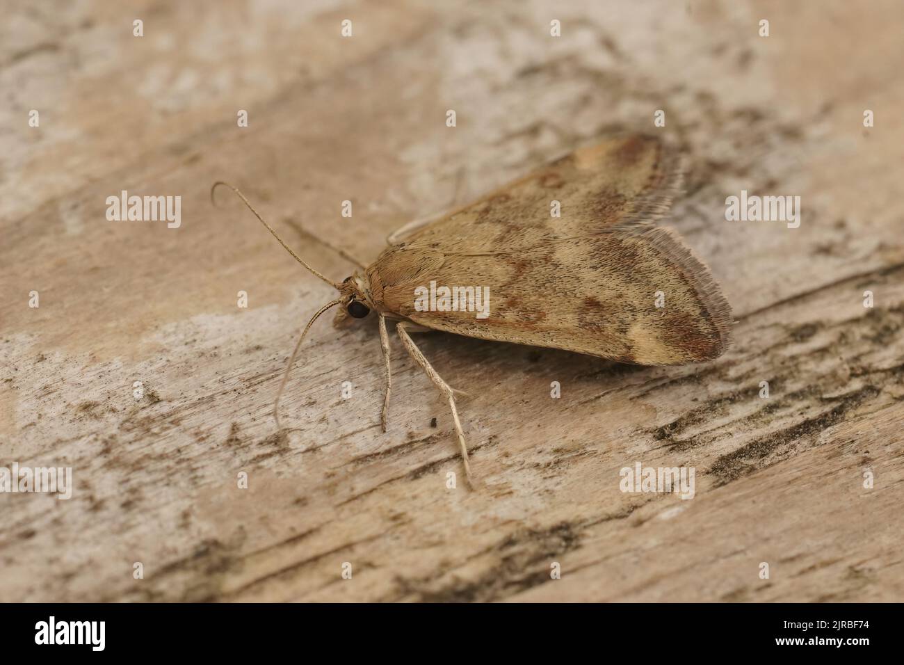 Straw barred pearl moth hi-res stock photography and images - Alamy