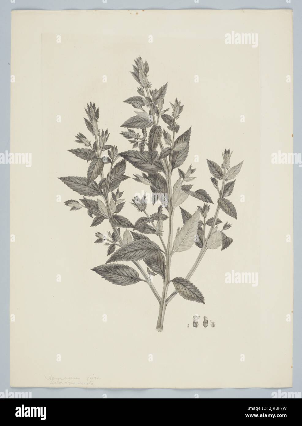 Haloragis erecta (Banks ex Murray) Oken, 1895, United Kingdom, by ...