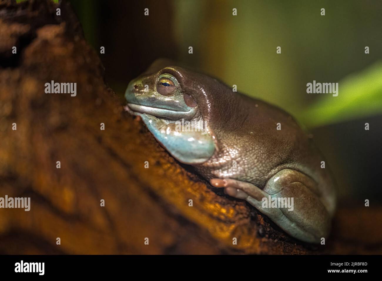 Australian Tree Frog (Litoria caerulea Stock Photo - Alamy