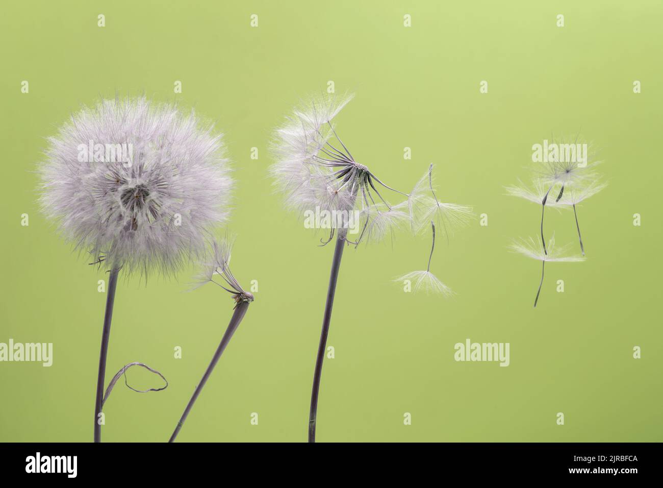 dandelion seeds fly from a flower on a colored background. botany and ...