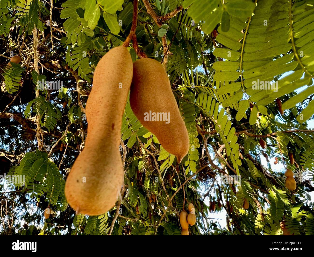 Tambran hi-res stock photography and images - Alamy