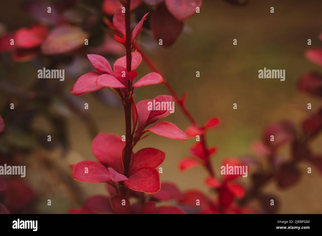 A shrub, a bush with red round small leaves on the branches grows in an ...