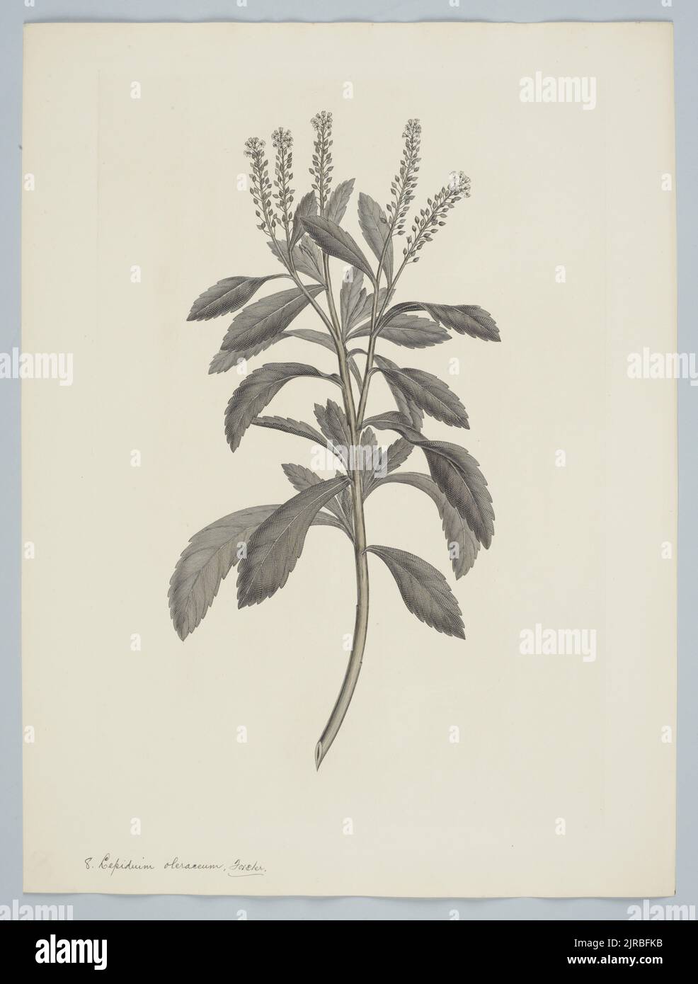 Lepidium oleraceum G. Forster, 1769, by Sydney Parkinson, Frederick ...