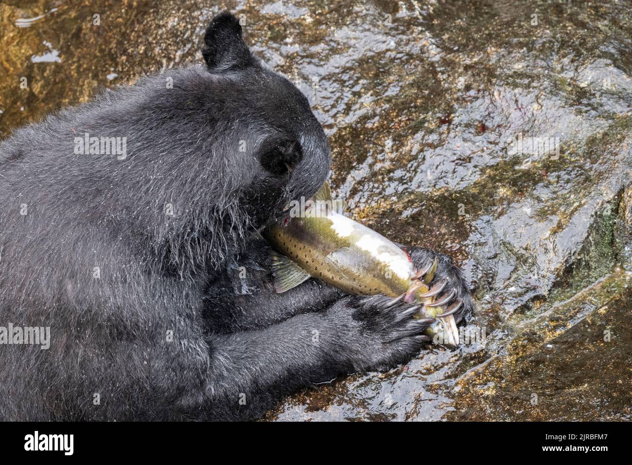 Alaska, Tongass National Forest, Anan Creek. American black bear (WILD ...