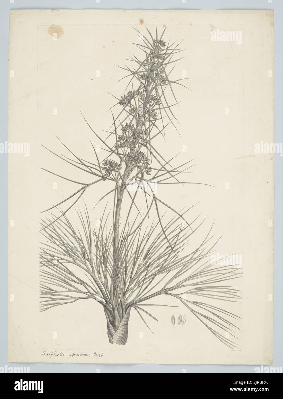 Aciphylla squarrosa Forster & G. Forster, 1895, United Kingdom, by ...