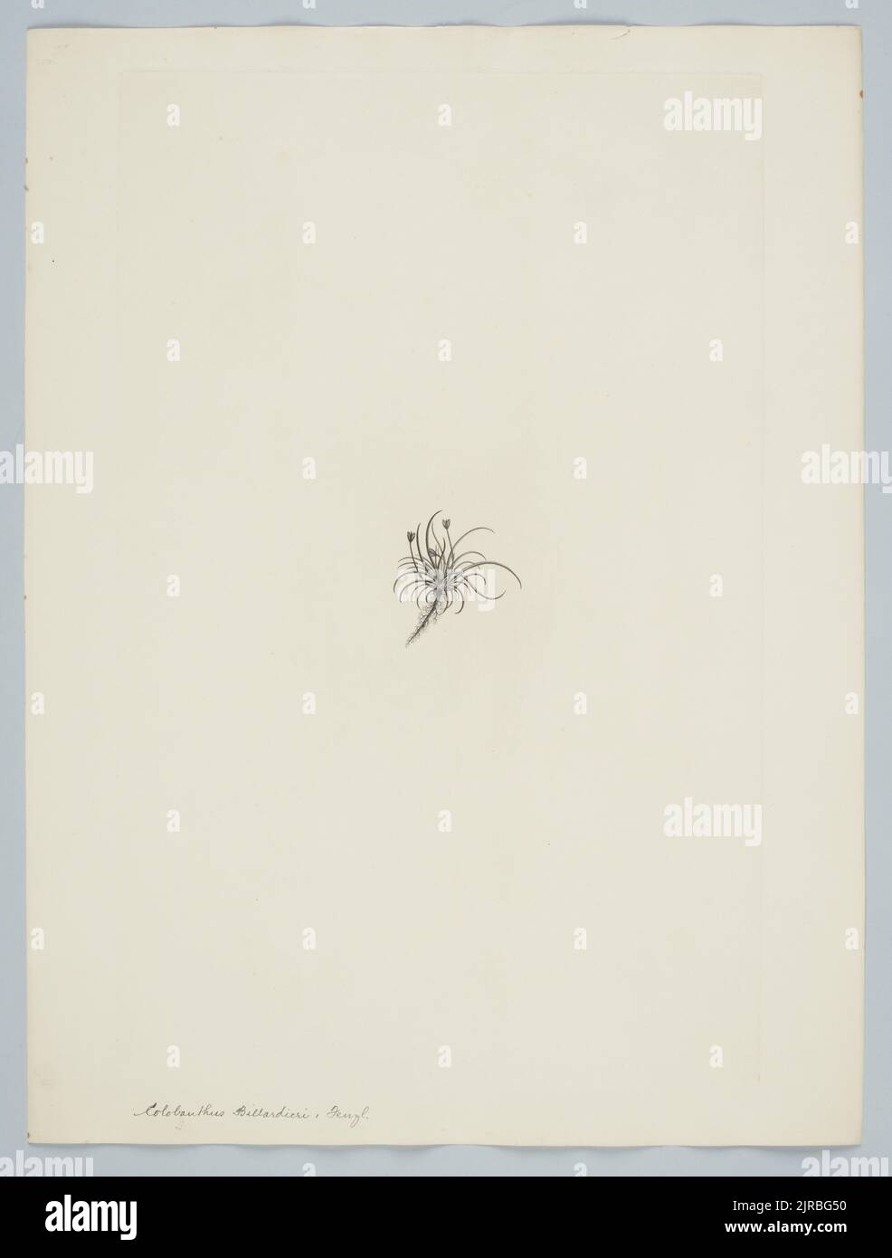 Colobanthus apetalus (Labillardiere) Druce, 1770, by Sydney Parkinson ...