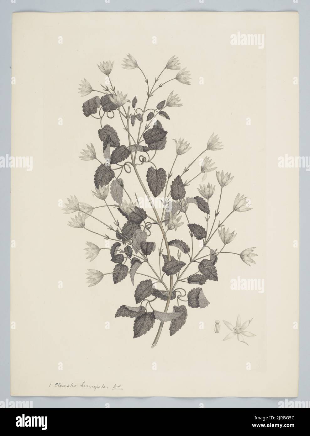Clematis forsteri j gmelin clematis forsteri j gmelin hi-res stock ...
