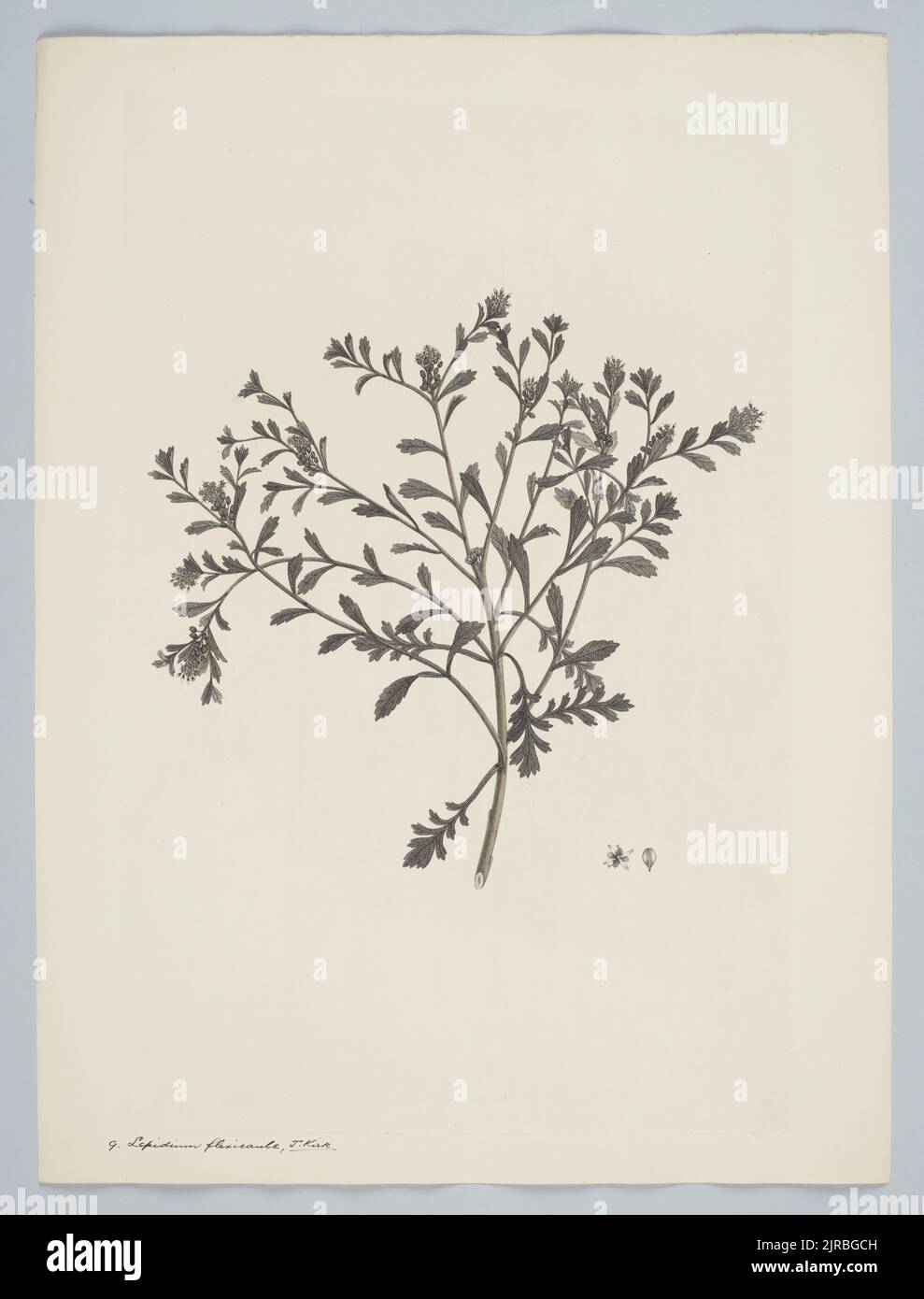 Lepidium flexicaule Kirk, 1769, by Sydney Parkinson, Frederick Nodder ...