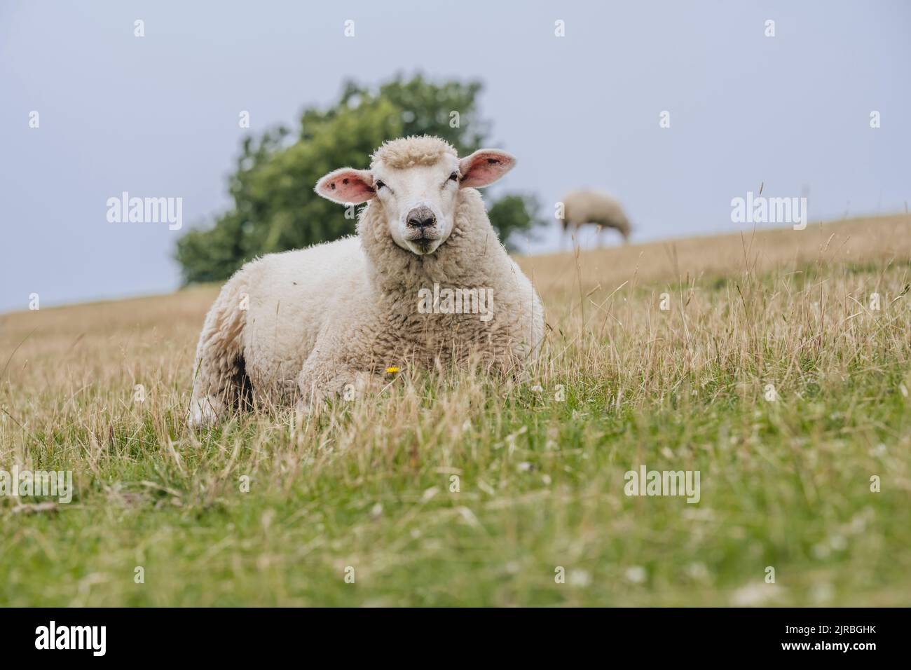 Sheep portrait photography hi-res stock photography and images - Alamy