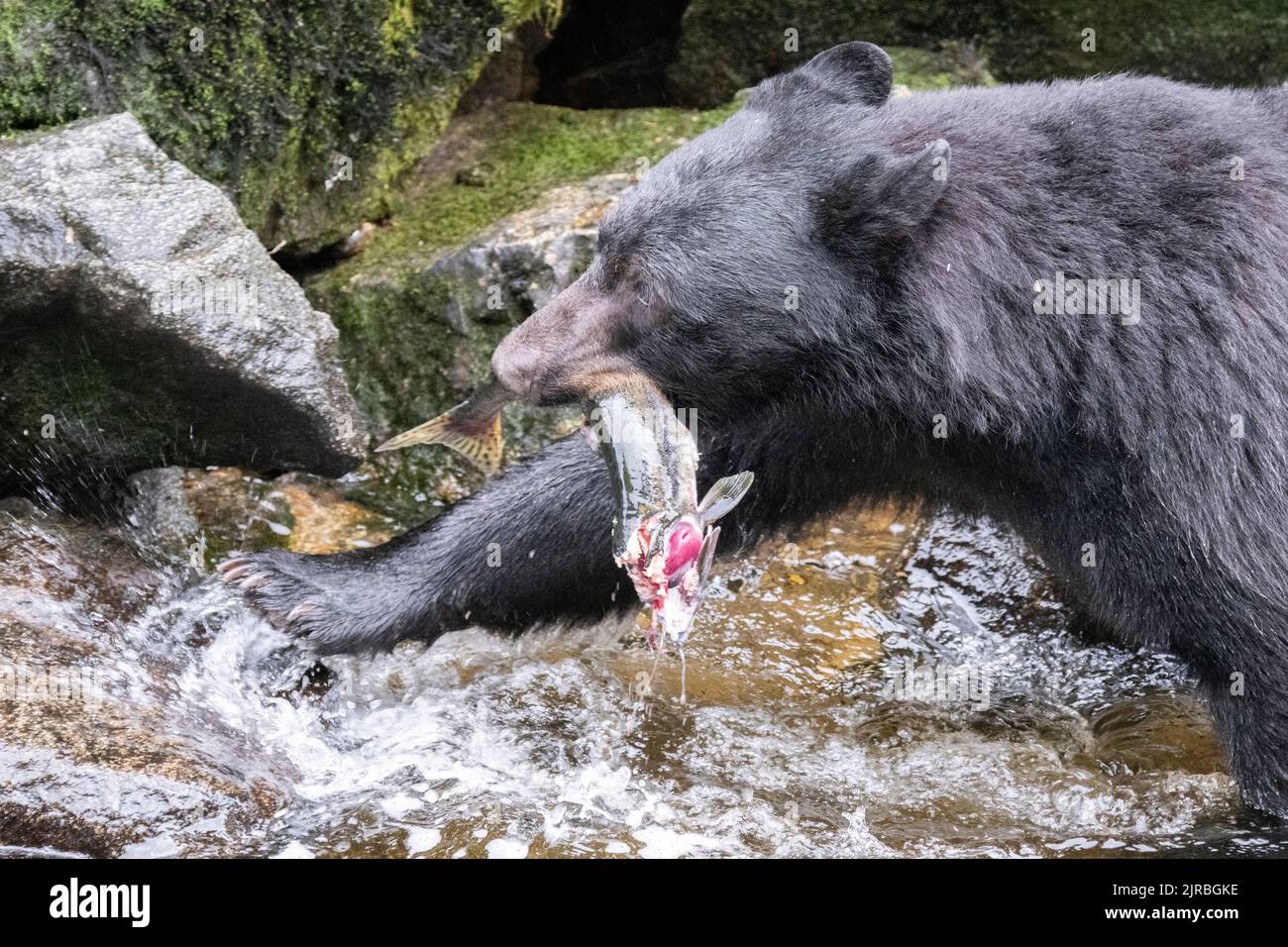Alaska, Tongass National Forest, Anan Creek. American black bear (WILD ...