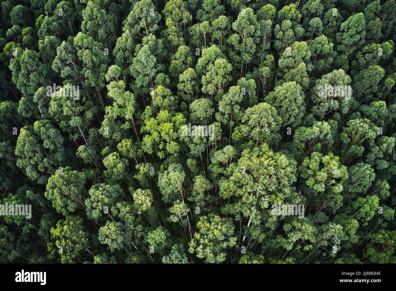 An overhead aerial shot of a thick forest with beautiful trees and ...