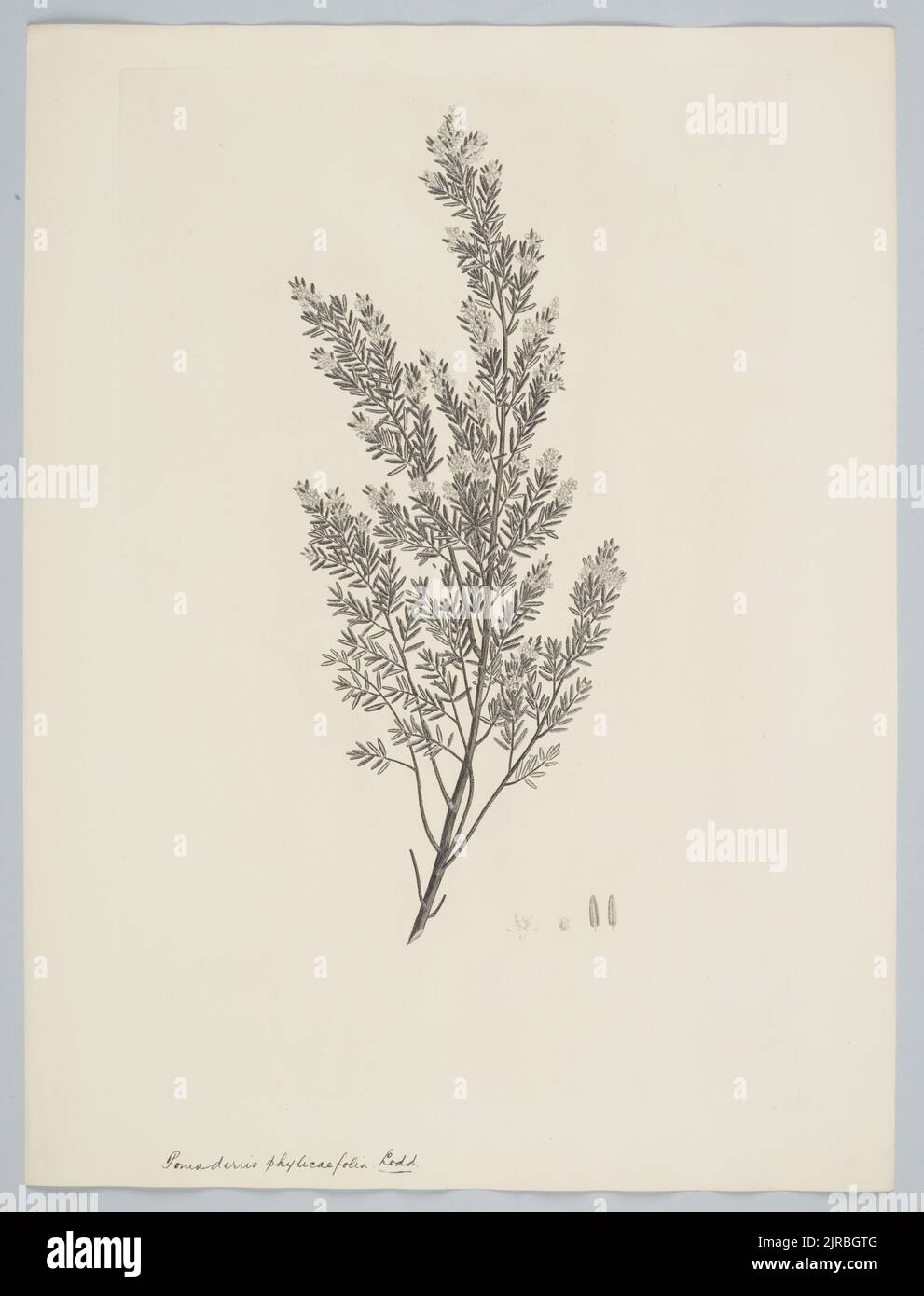 Pomaderris phylicifolia Loddiges ex Link, 1895, United Kingdom, by ...