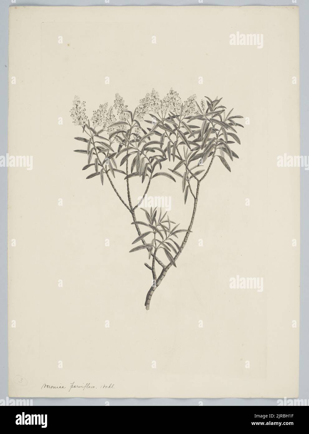 Hebe parviflora hi-res stock photography and images - Alamy