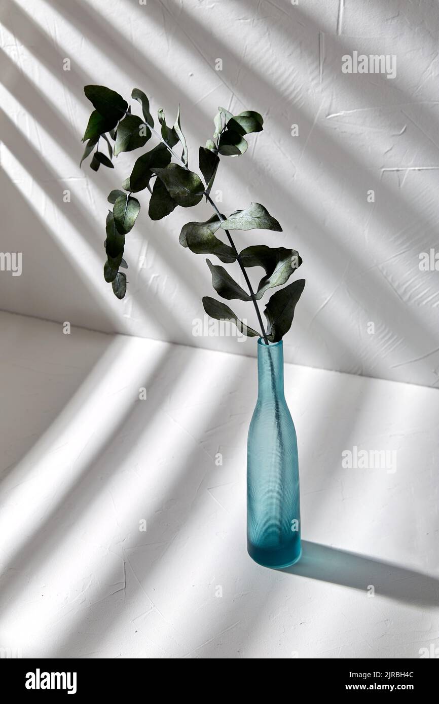 Eucalyptus shade hi-res stock photography and images - Alamy