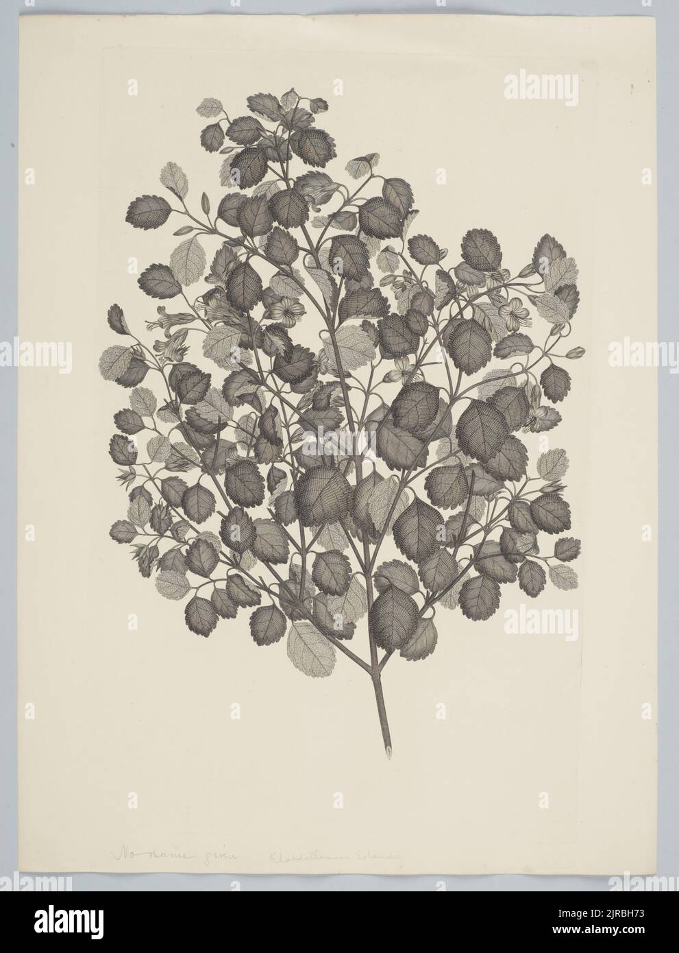 Rhabdothamnus solandri Cunningham, 1895, United Kingdom, by Sydney ...
