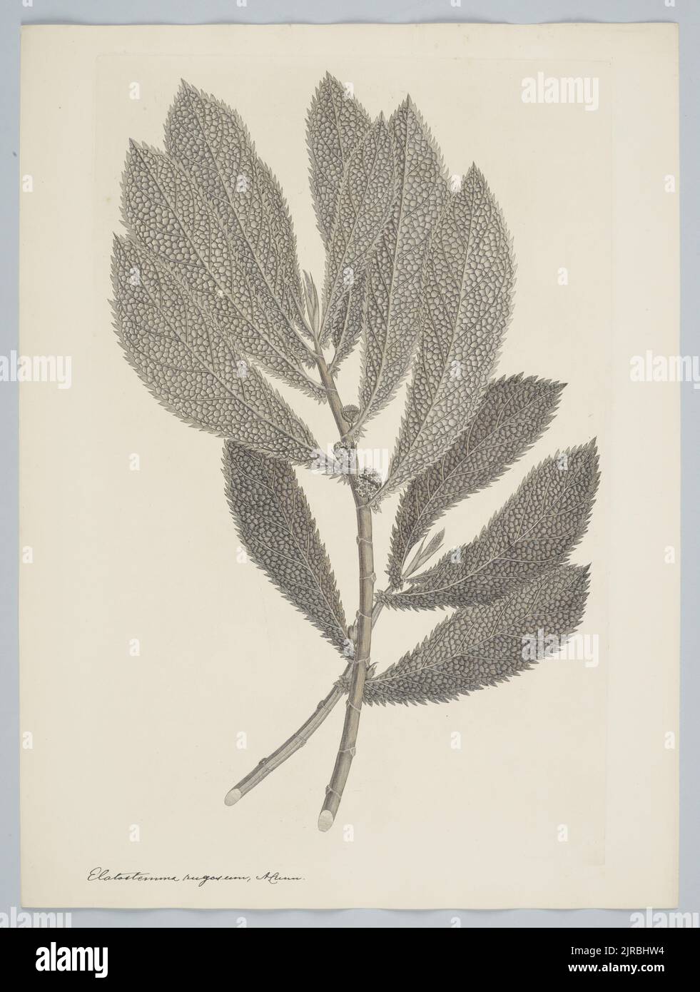 Elatostema rugosum Cunningham, 1895, United Kingdom, by Sydney ...