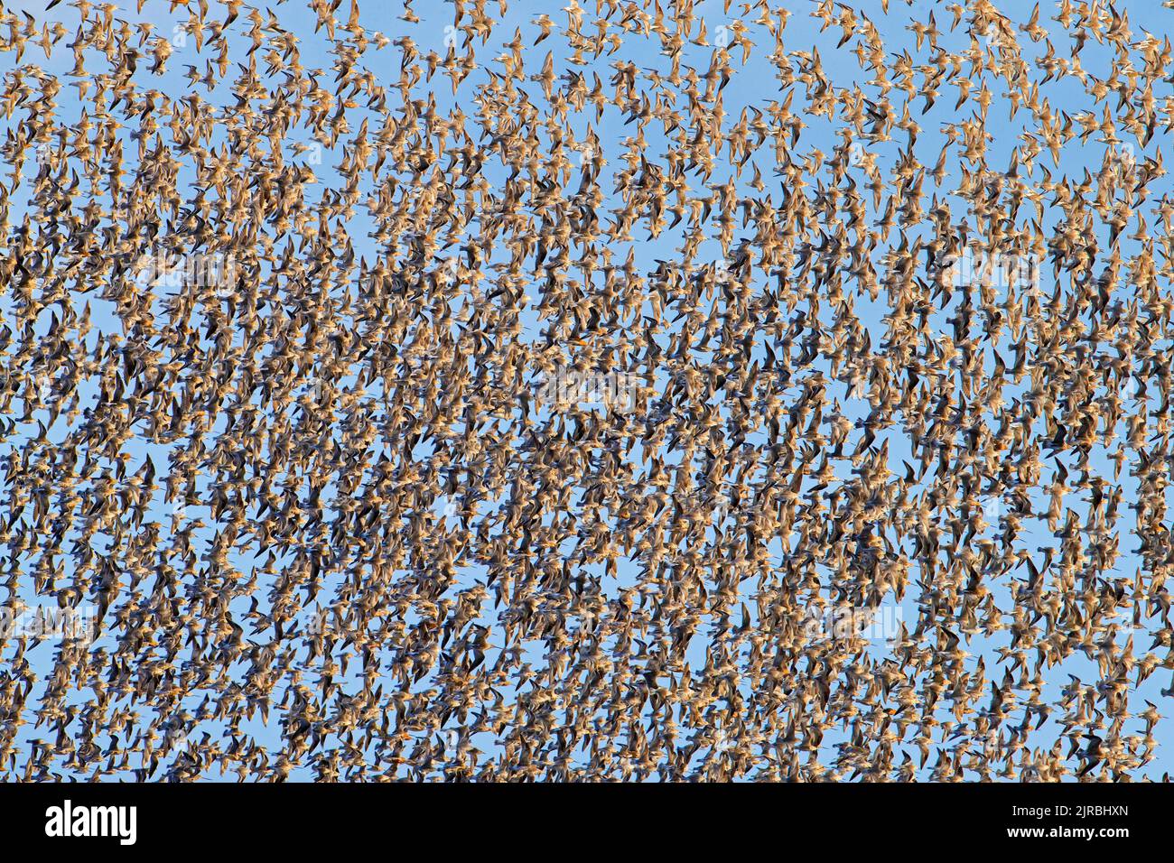 Huge flock of bar-tailed godwits (Limosa lapponica) and red knots ...