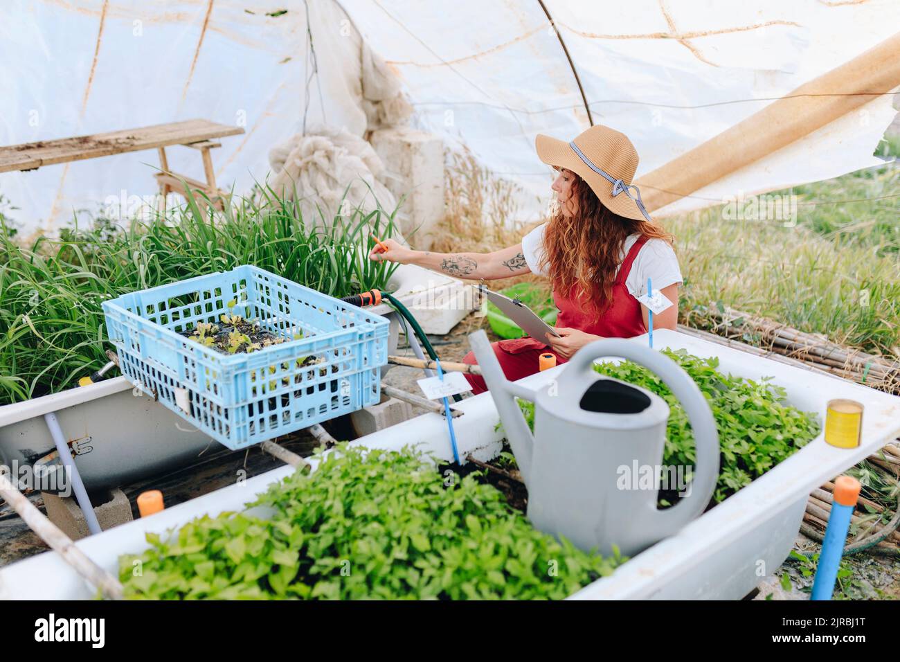 Farmer wearing hat examining and taking inventory of vegetables at ...