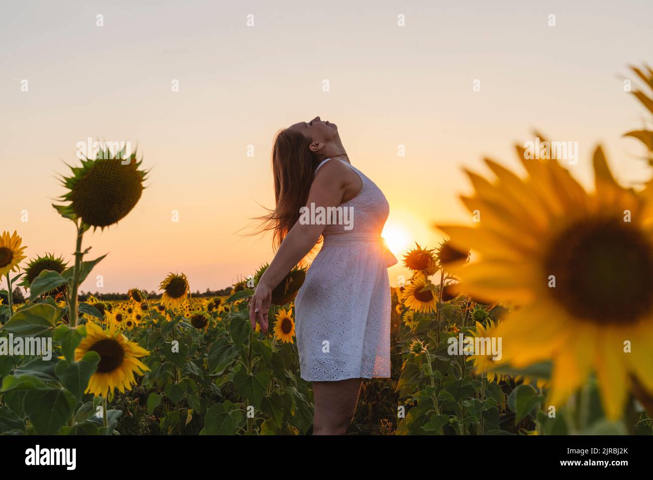 Carefree woman enjoying weekend at sunflower field on sunset Stock ...