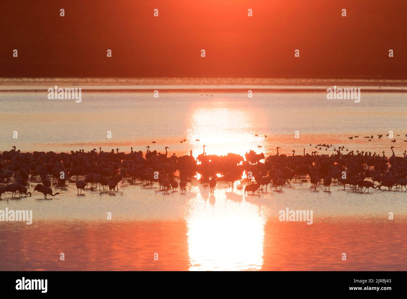Flock of common cranes / Eurasian crane (Grus grus) group resting in ...