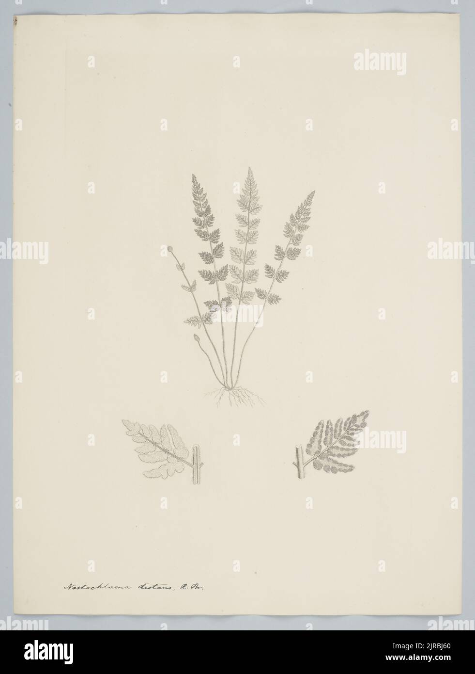 Mettenius hi-res stock photography and images - Alamy