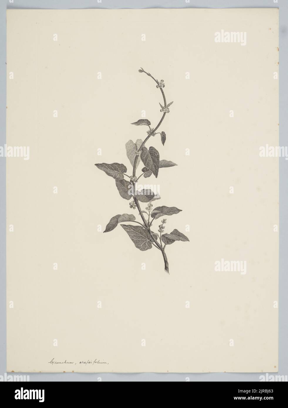 Marsdenia mollissima Fournier, by Sydney Parkinson. Gift of the British ...