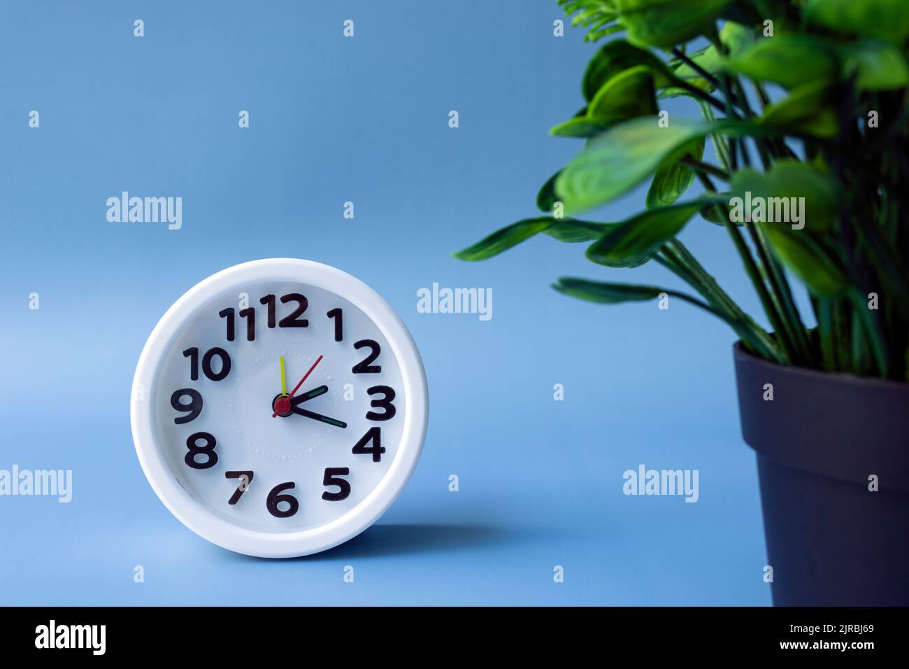 White alarm clock set at twenty past two with potted plant on blue ...