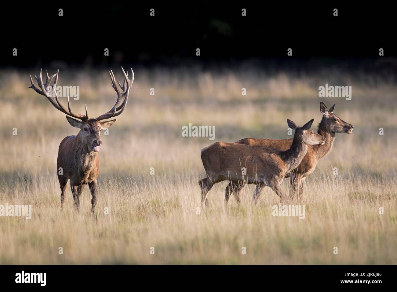 Red deer (Cervus elaphus) stag chasing two hinds / females in heat in ...