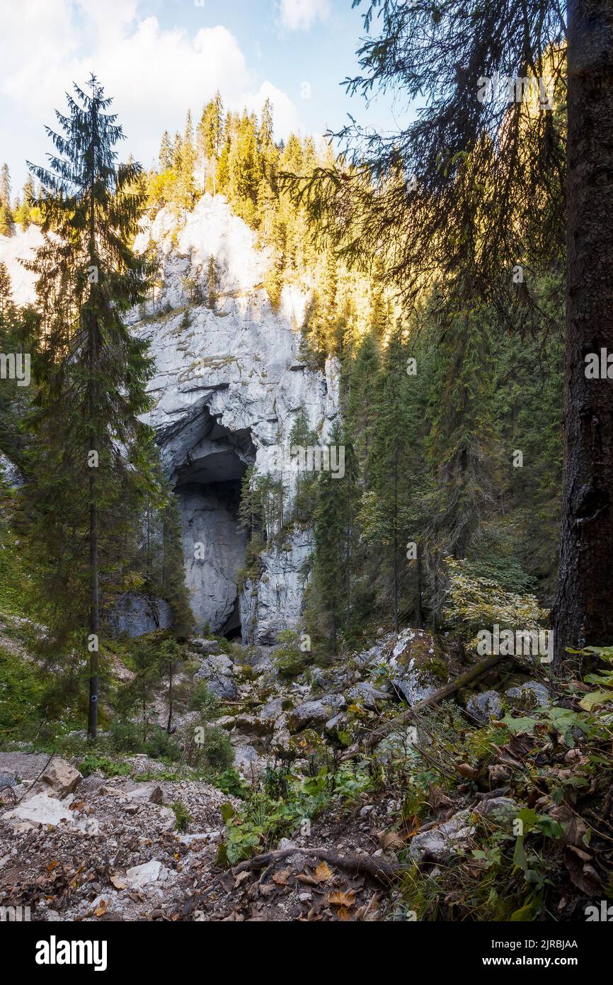 gorge of cetatile ponorului, romania. coniferous trees on the rock ...