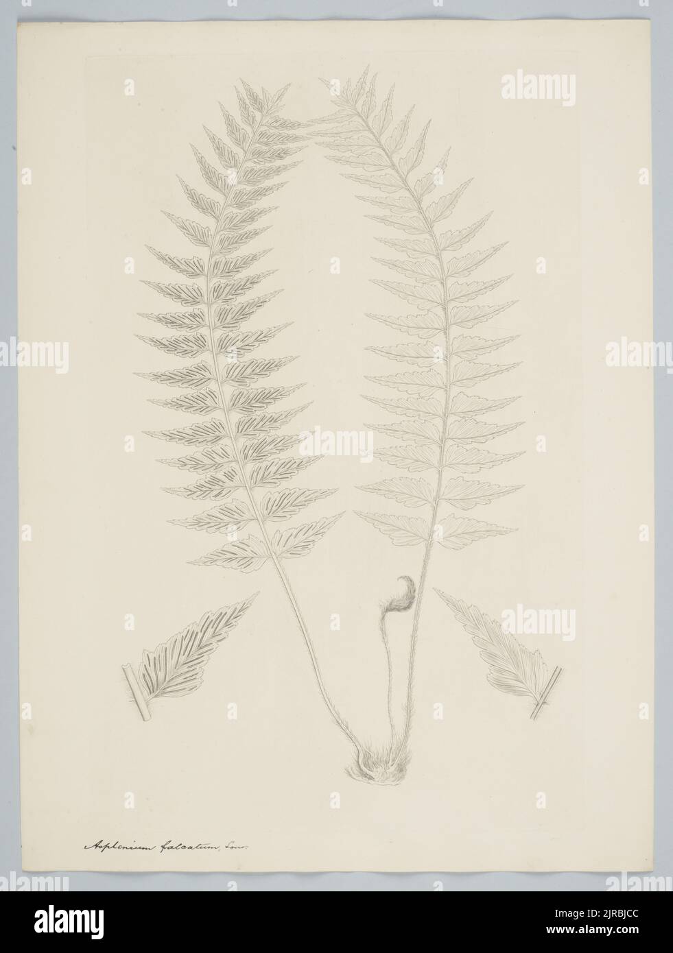 Asplenium polyodon G. Forster, 1895, United Kingdom, by Sydney ...