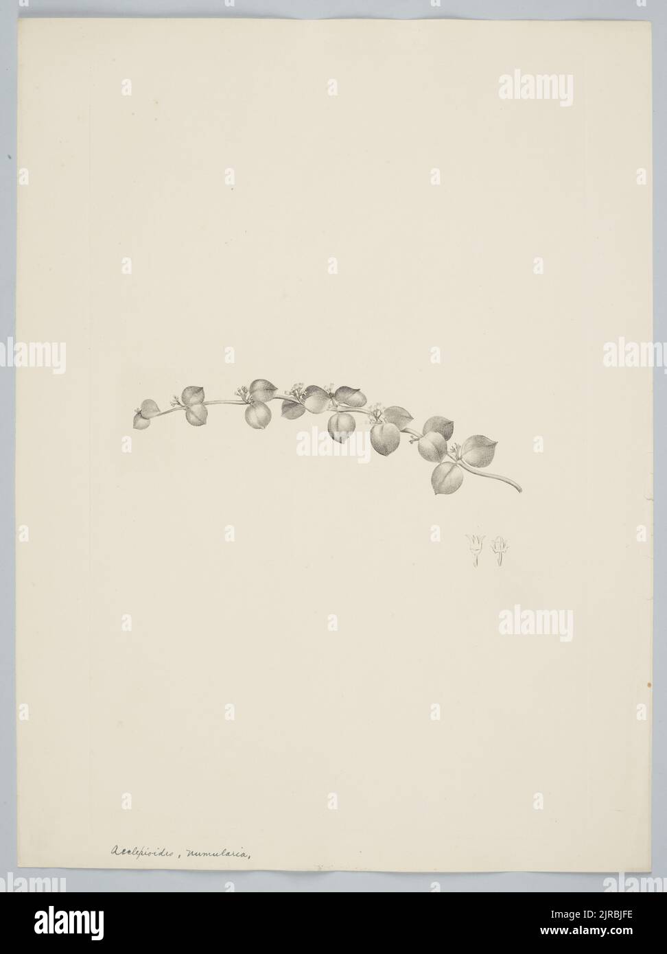 Species nummularia hi-res stock photography and images - Alamy