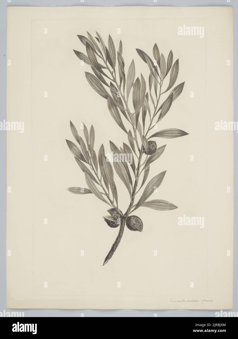 Hakea dactyloides (Gaertner) Cavanilles, by Sydney Parkinson. Gift of ...