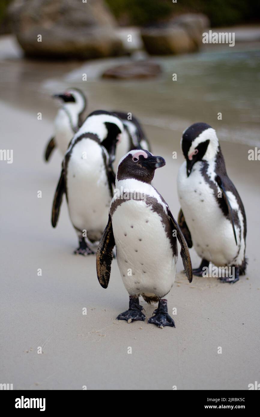 Vertical shot penguins standing hi-res stock photography and images - Alamy