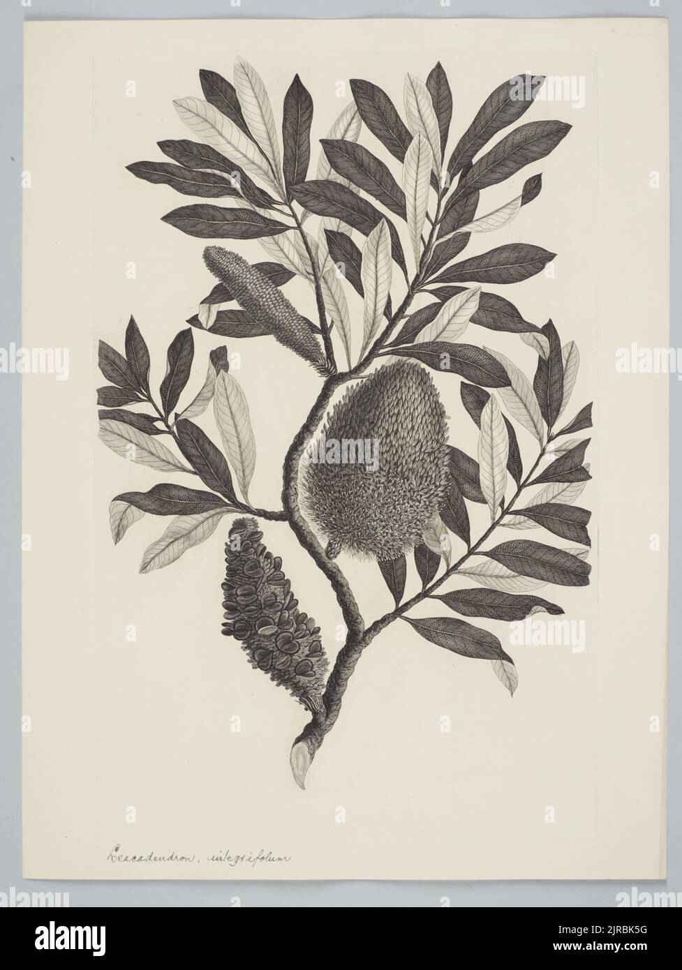 Sydney parkinson banksia integrifolia hi-res stock photography and ...