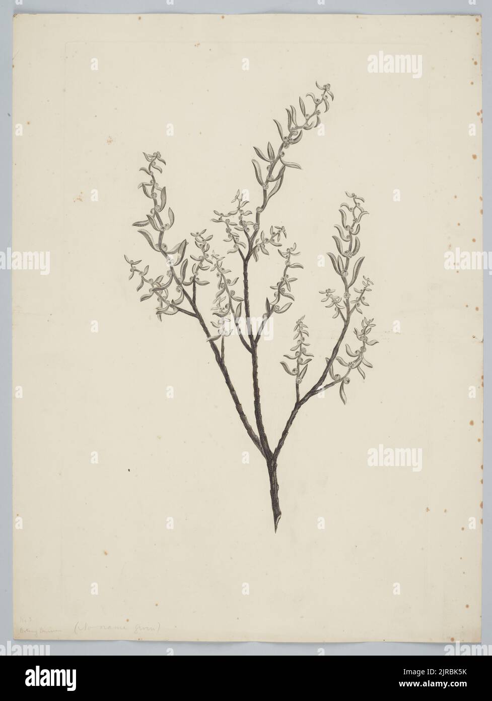 Suaeda arbusculoides hi-res stock photography and images - Alamy