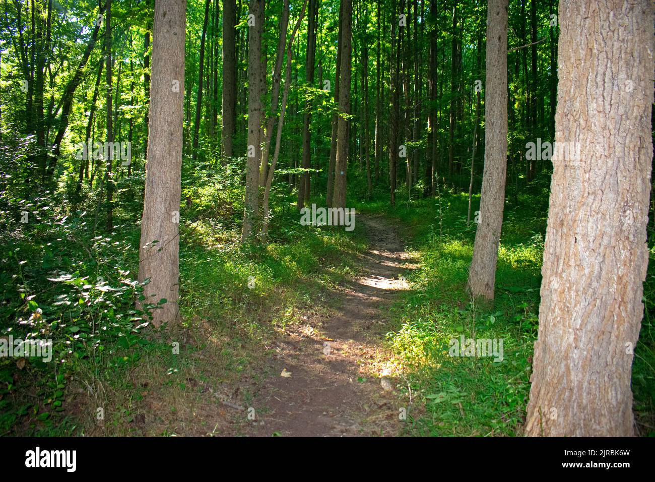 Nature Trail at a heavily wooded part of the Ireland Brook Conservation ...