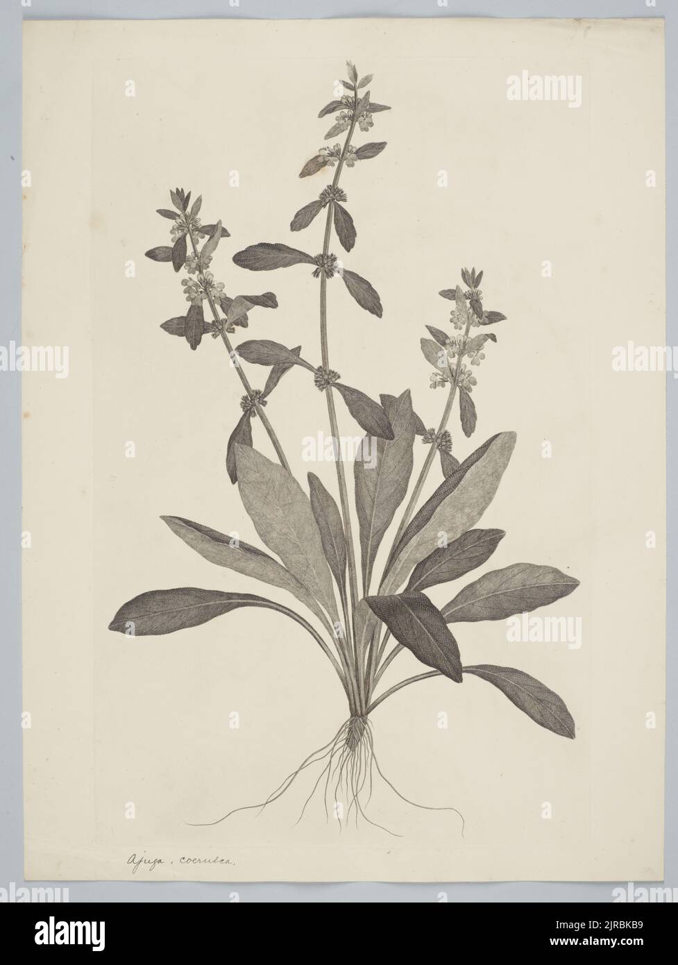 Ajuga australis r brown ajuga australis r brown hi-res stock ...