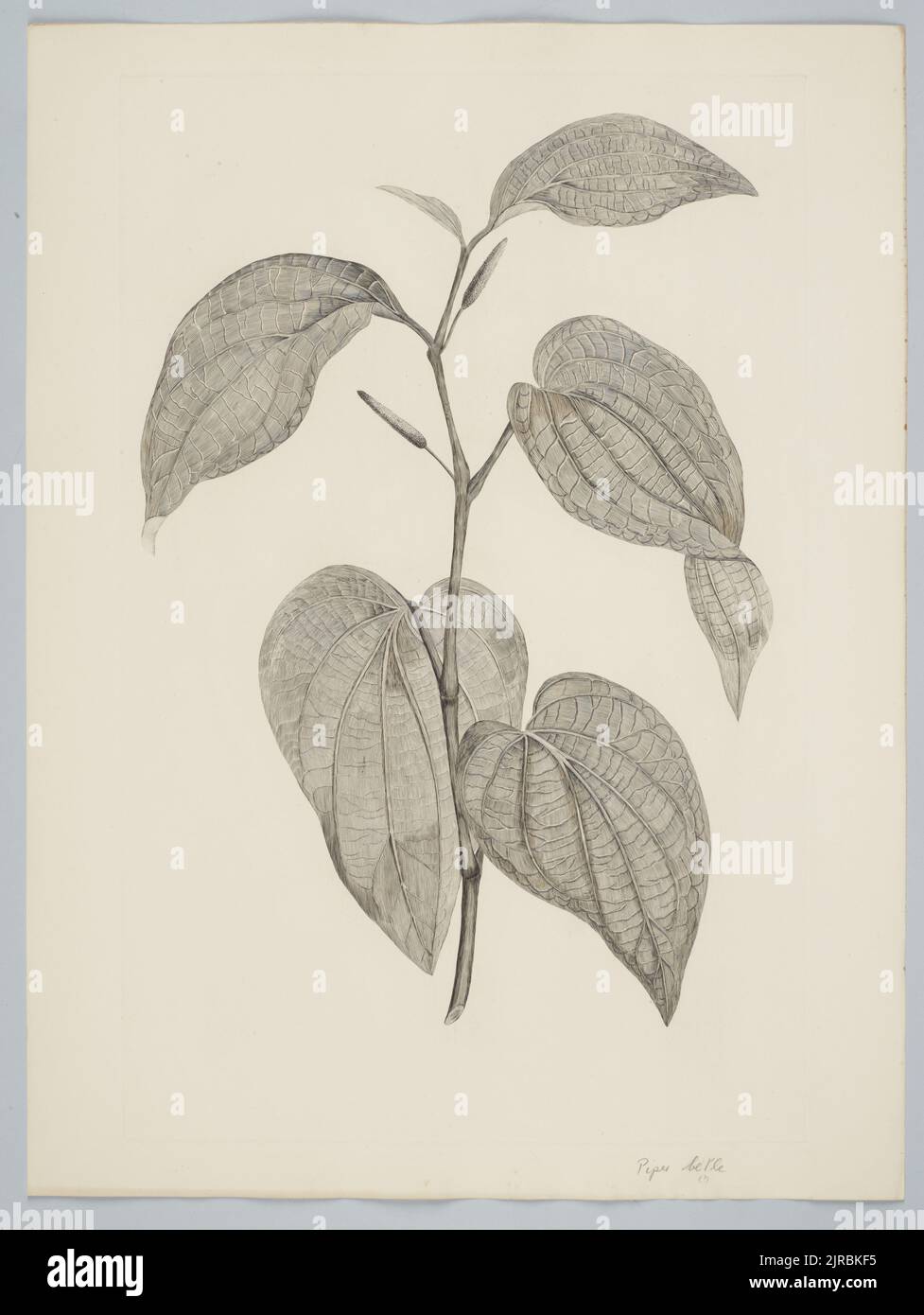 Piper mestonii Bailey in Meston, by Sydney Parkinson. Gift of the ...