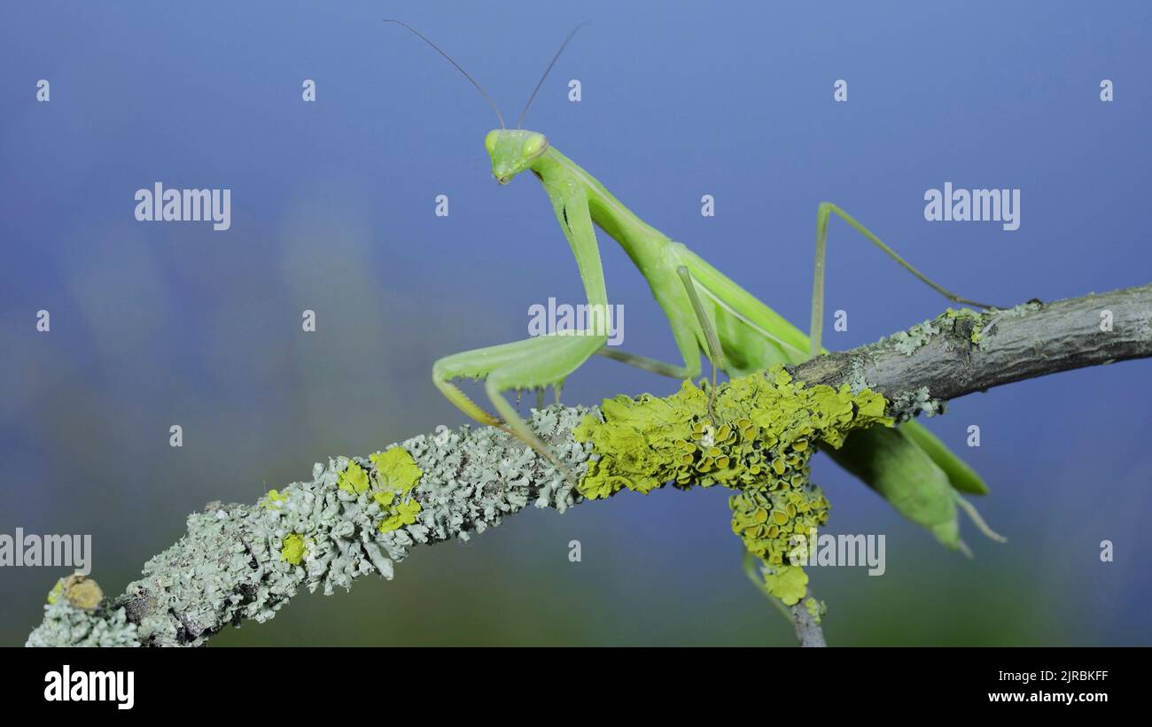 August 23, 2022, Odessa oblast, Ukraine, Eastern Europe: Closeup of ...